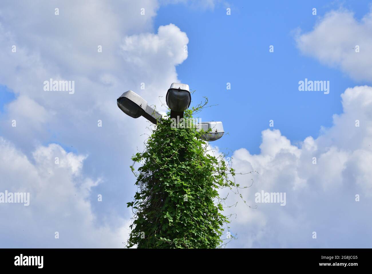 Creeper architecture park wall hi-res stock photography and images - Alamy