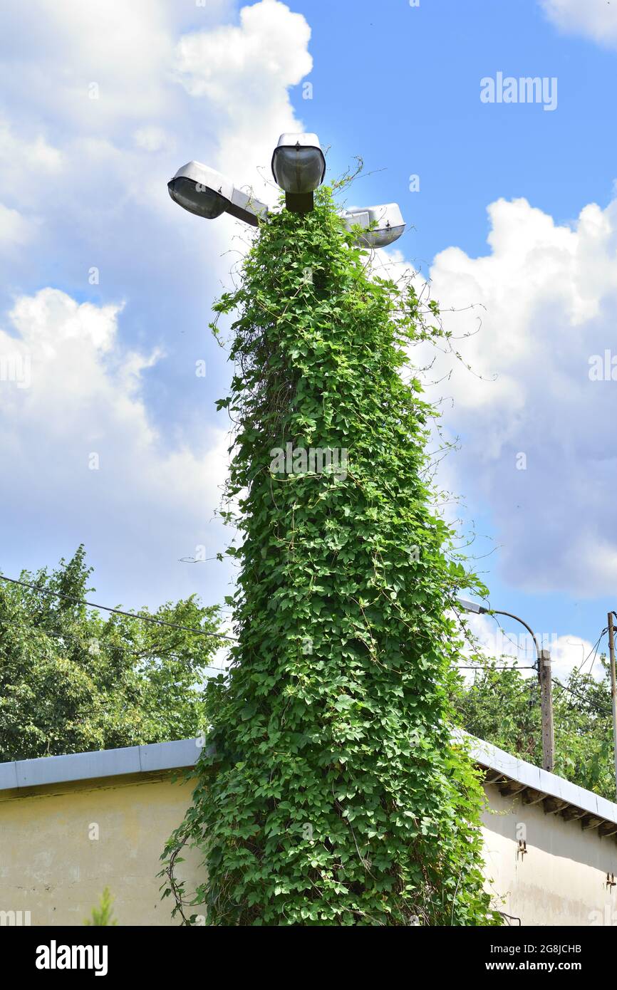 Virginia creeper and other climbers grow on the old street lamp. Summer ...