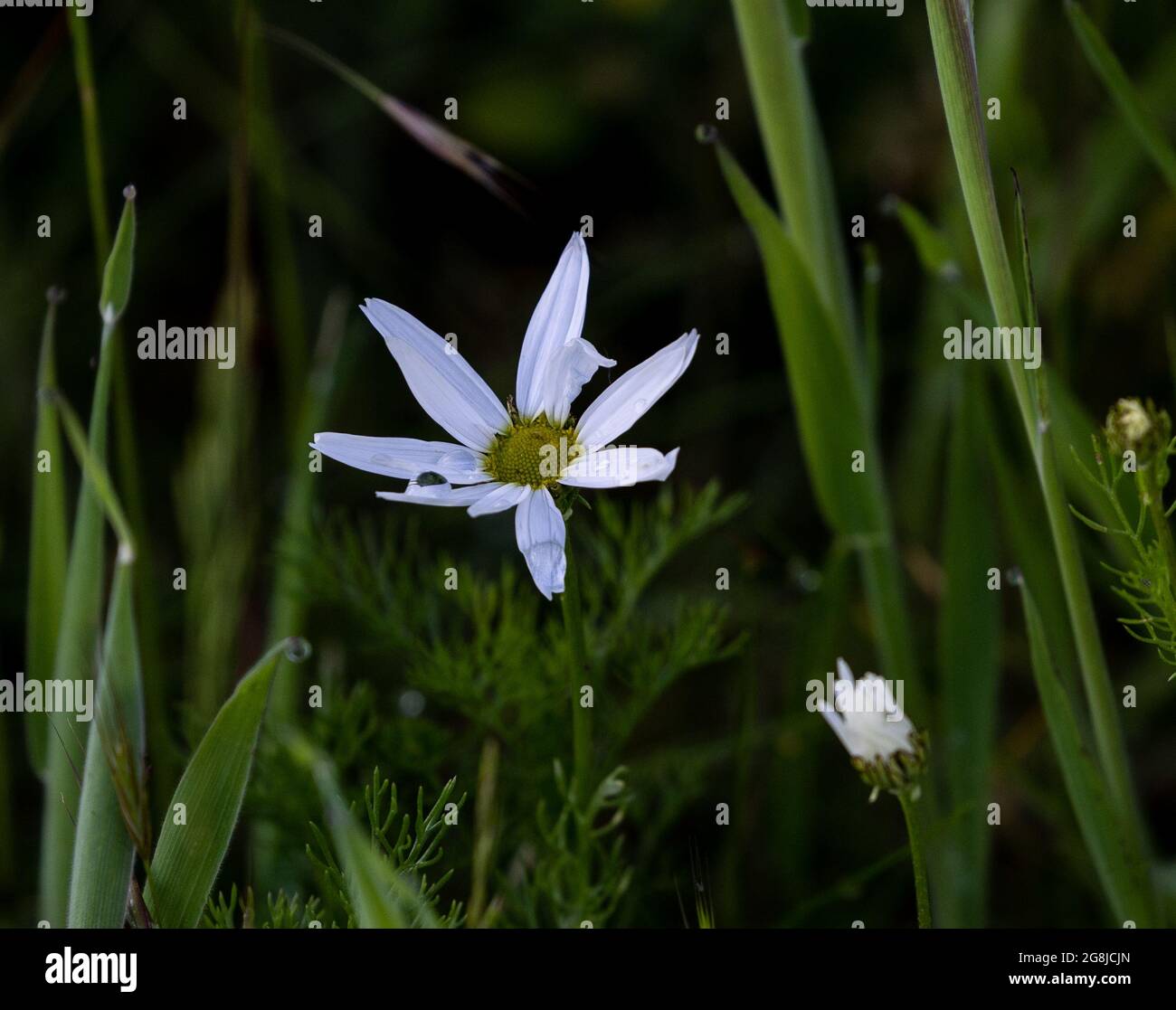 Close up of a white Chickweeds flower with plants and dark green ...