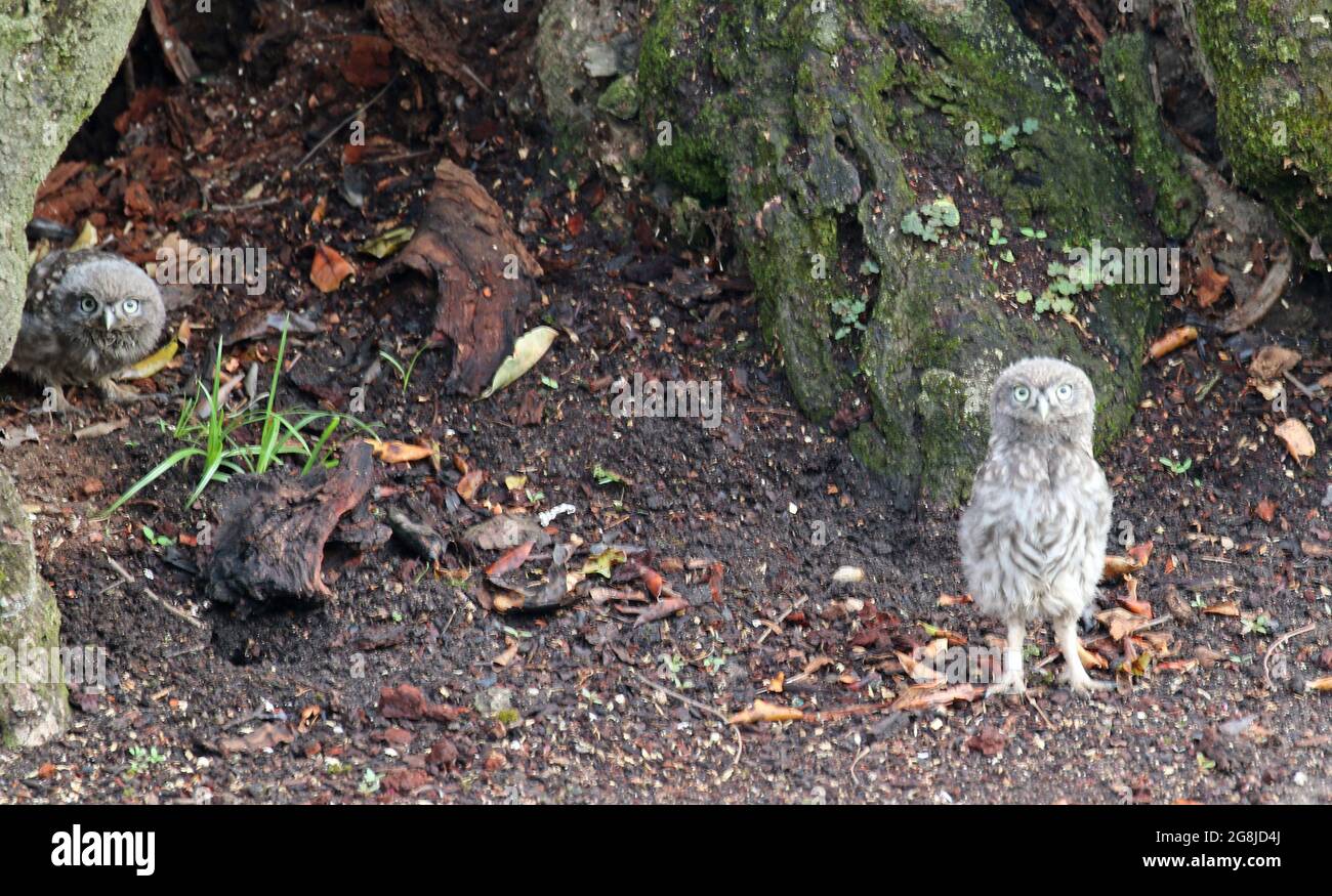 Baby Little Owl hiding in a tree trunk , Algarve, Portugal Stock Photo ...