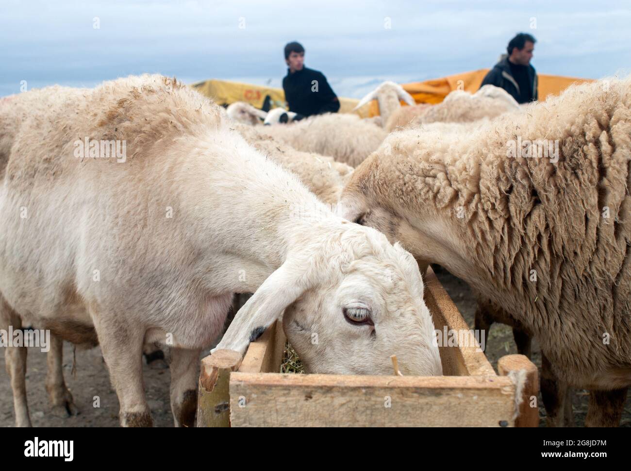 Sheep istanbul turkey hi-res stock photography and images - Alamy