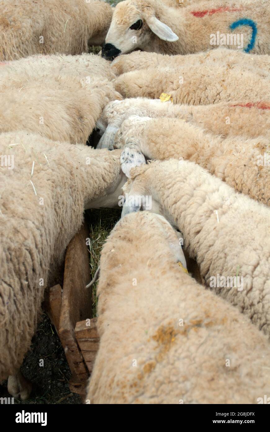 A group of sheep at the livestock market Stock Photo - Alamy