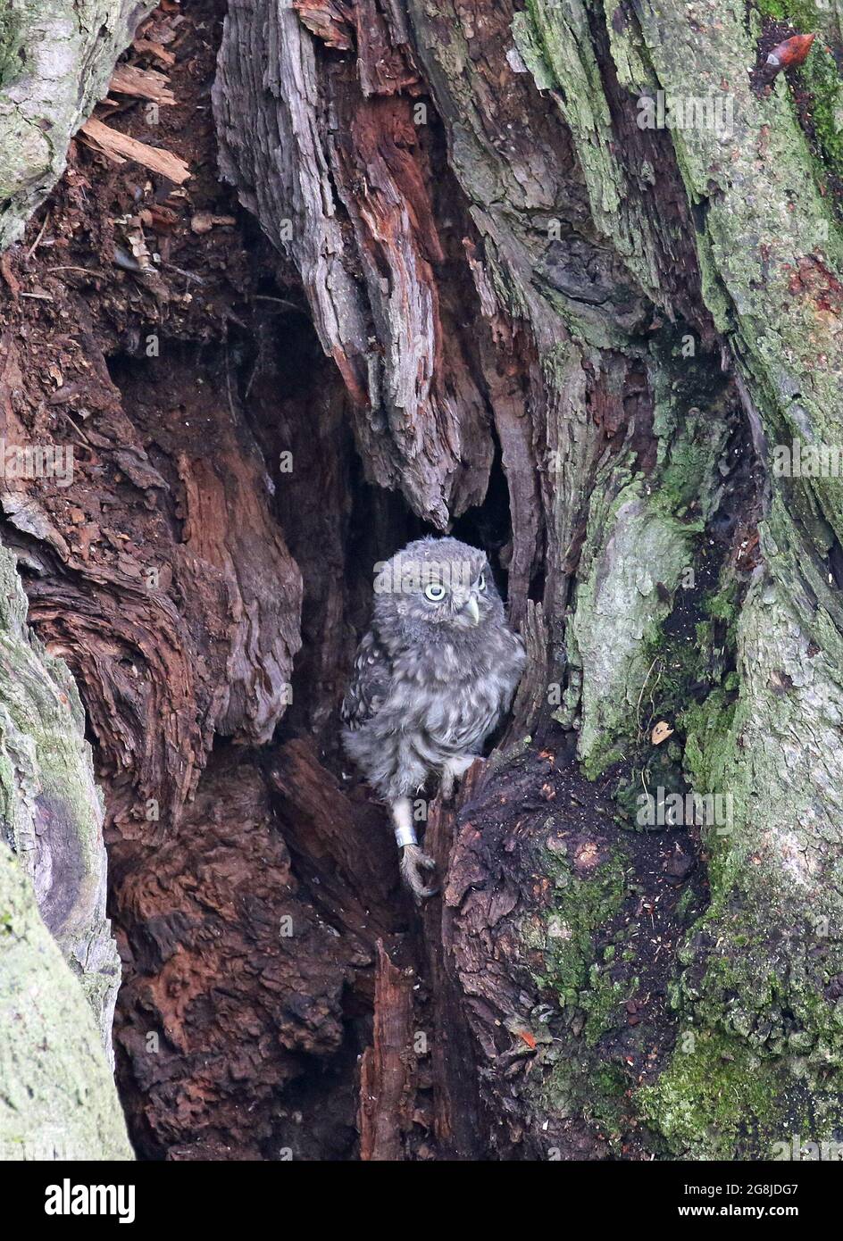 Baby Little Owl hiding in a tree trunk , Algarve, Portugal Stock Photo ...