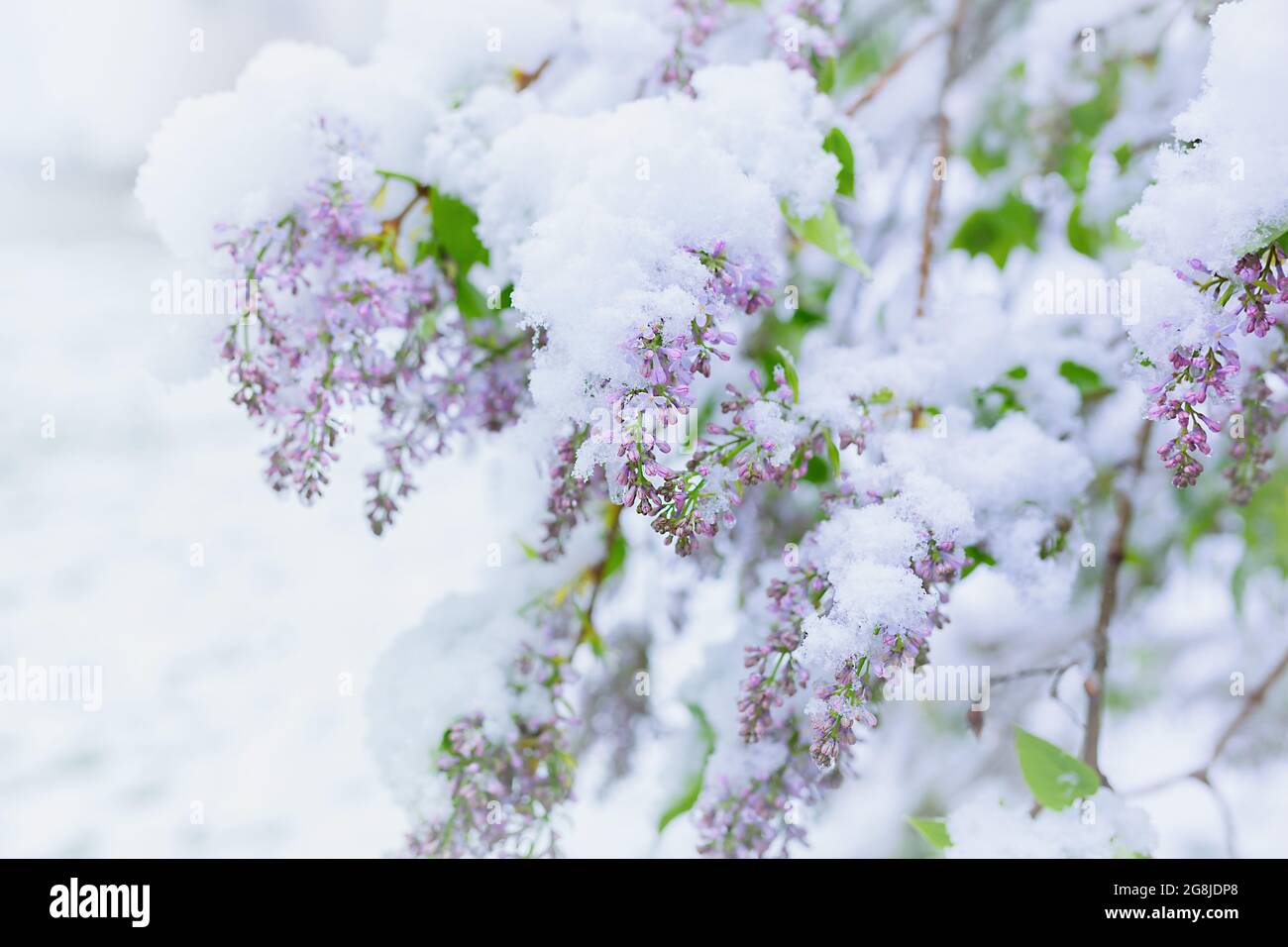Lilac flowers under the heavy spring snow Stock Photo - Alamy