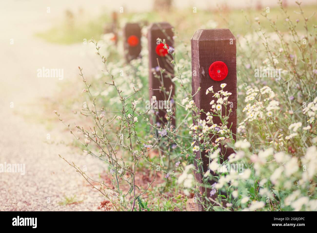Pathway surrounded with wild flowers and grass with wooden safety posts ...
