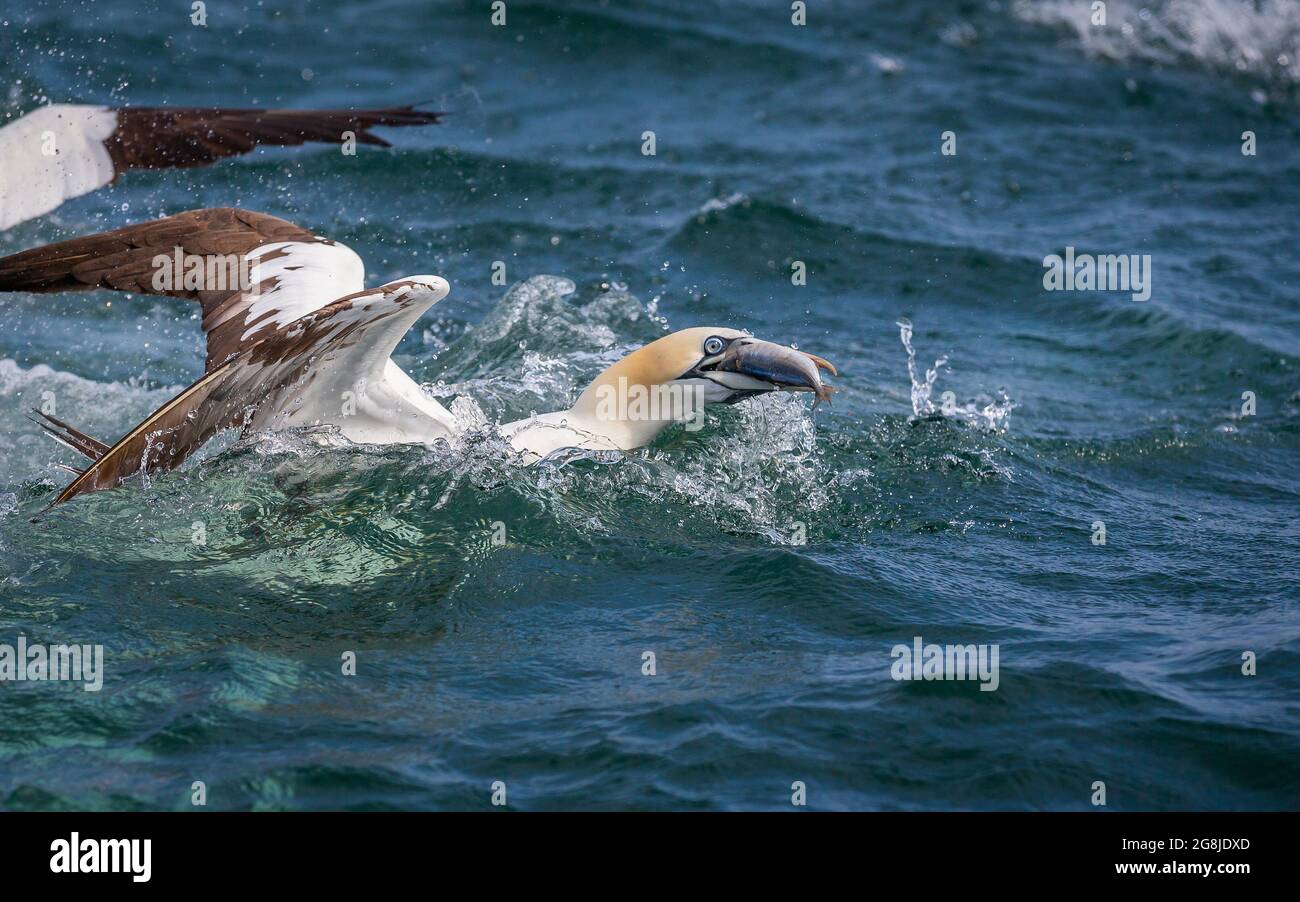Northern Gannets Diving At Bempton Cliffs In Yorkshire UK Stock Photo ...