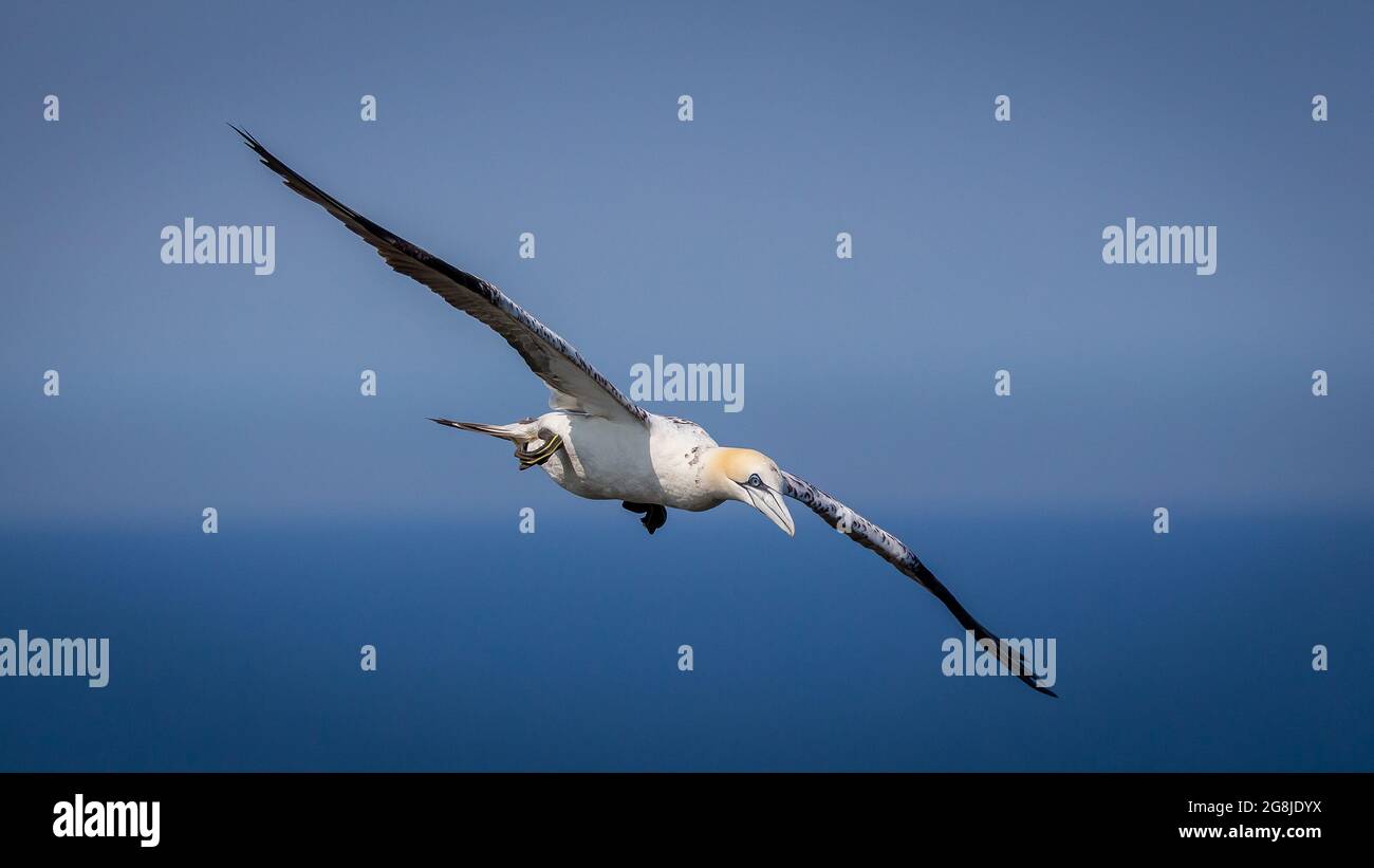 Northern Gannets Flying Over Bempton Cliffs In Yorkshire UK Stock Photo ...