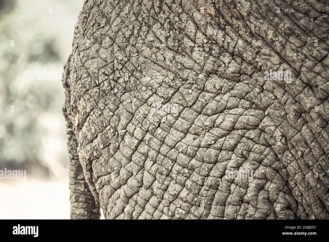 Elephant texture hi-res stock photography and images - Alamy