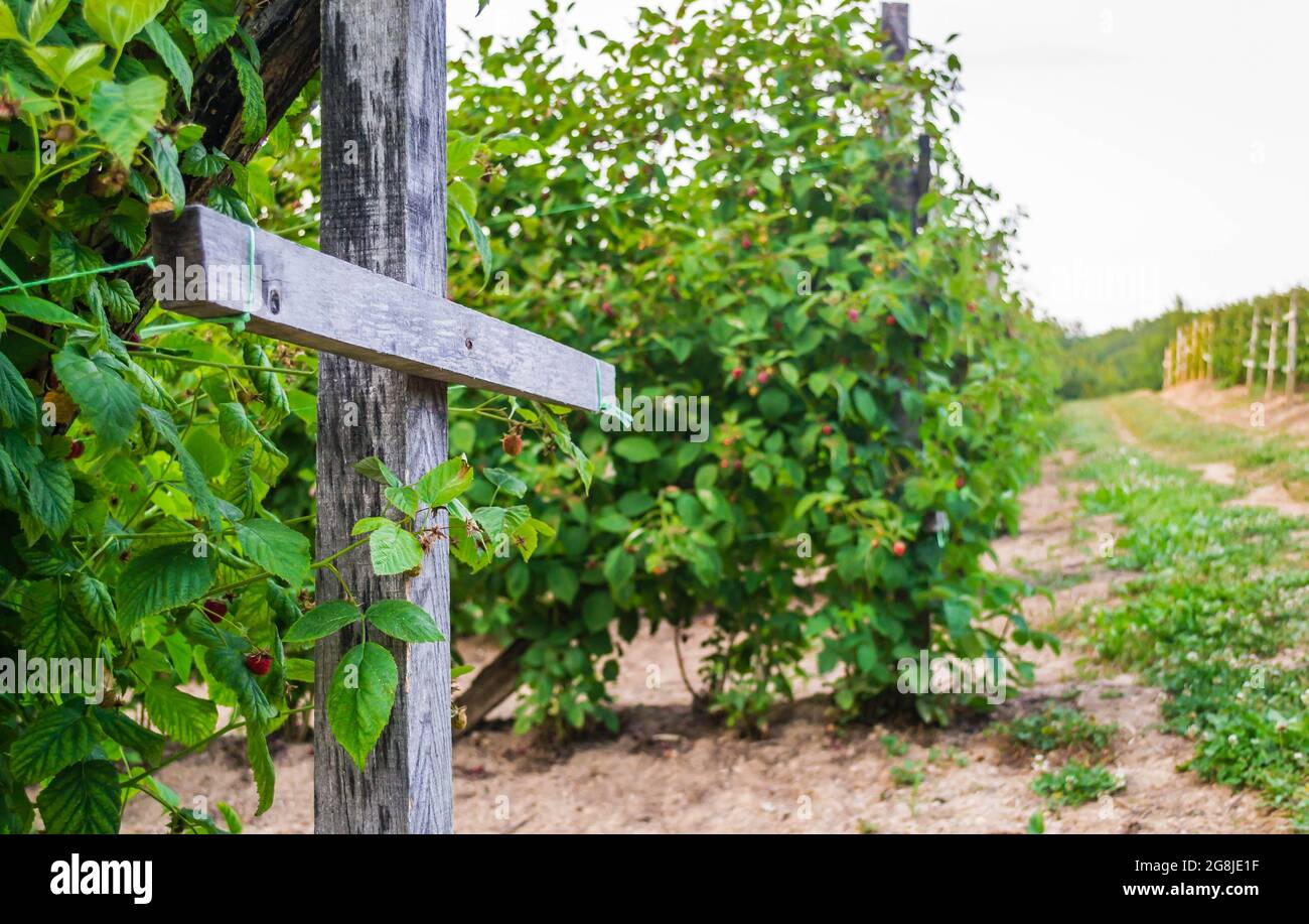 Fresh summer fruit panorama hi-res stock photography and images - Alamy
