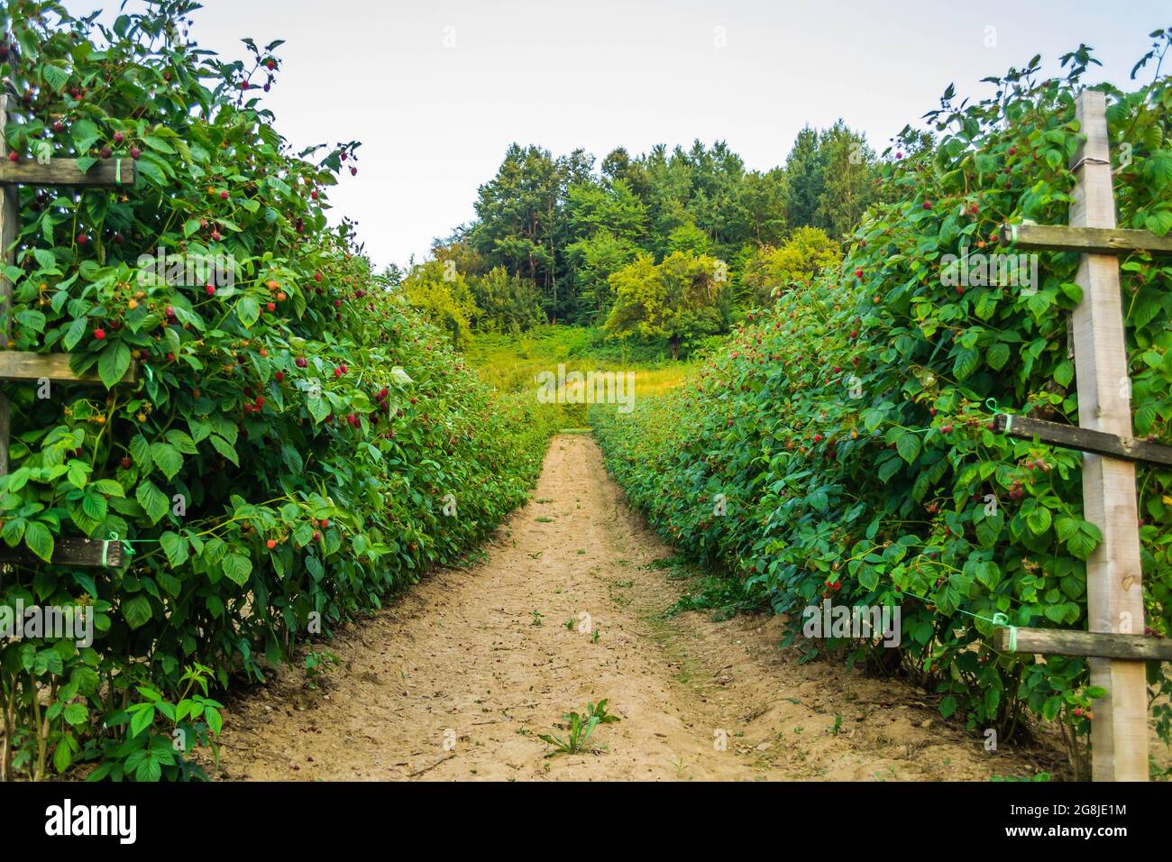 Raspberry bushes hi-res stock photography and images - Alamy