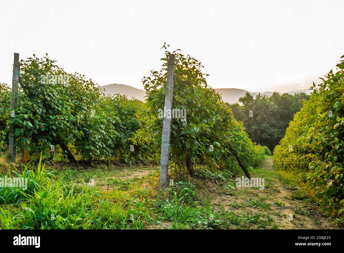 Field of raspberry Stock Photo - Alamy