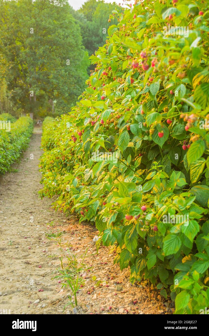 Panorama crop hill bushes hi-res stock photography and images - Alamy