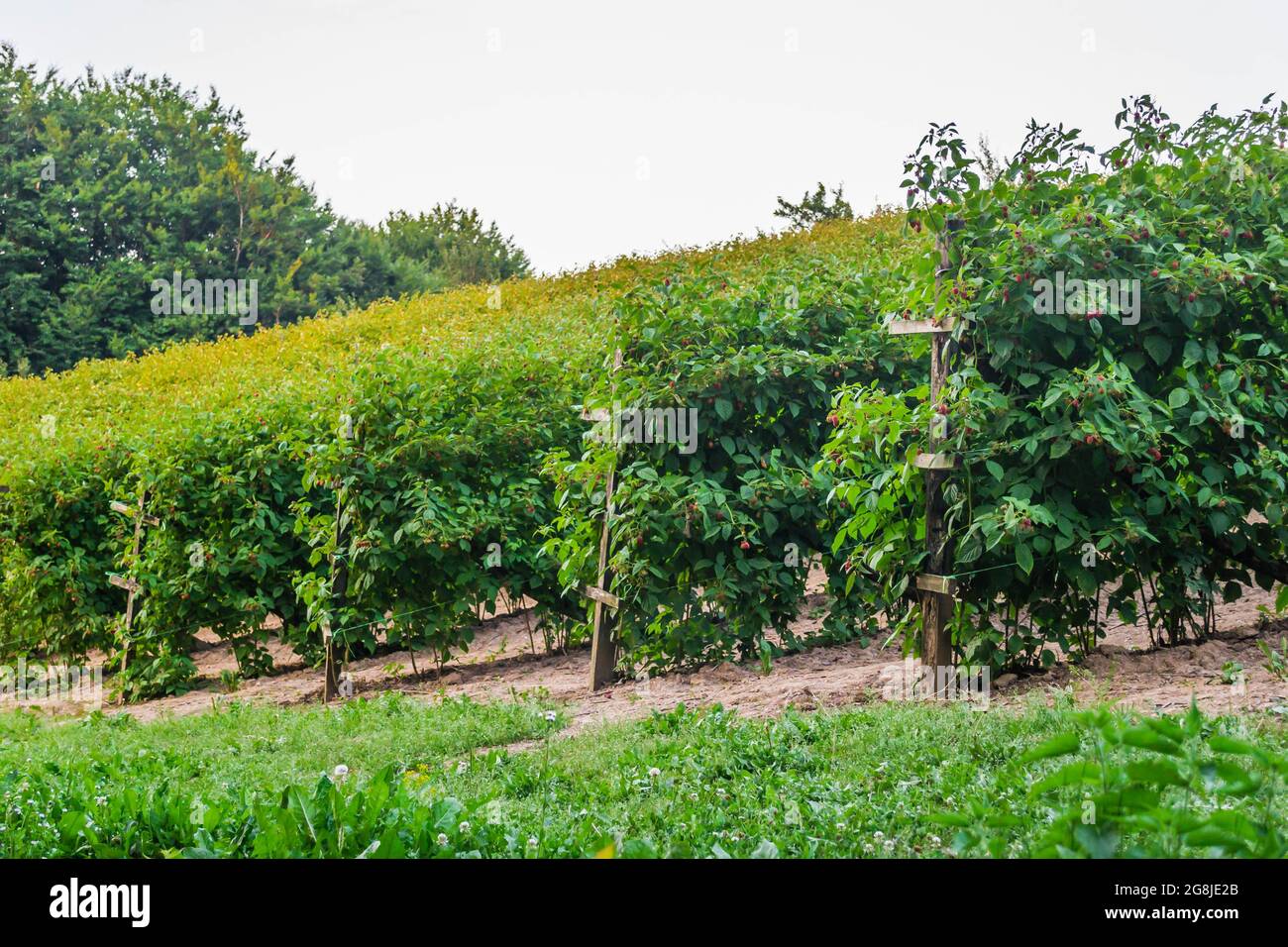 Fresh summer fruit panorama hi-res stock photography and images - Alamy