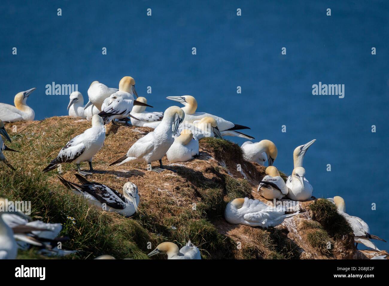 Northern Gannets Flying Over Bempton Cliffs In Yorkshire UK Stock Photo ...