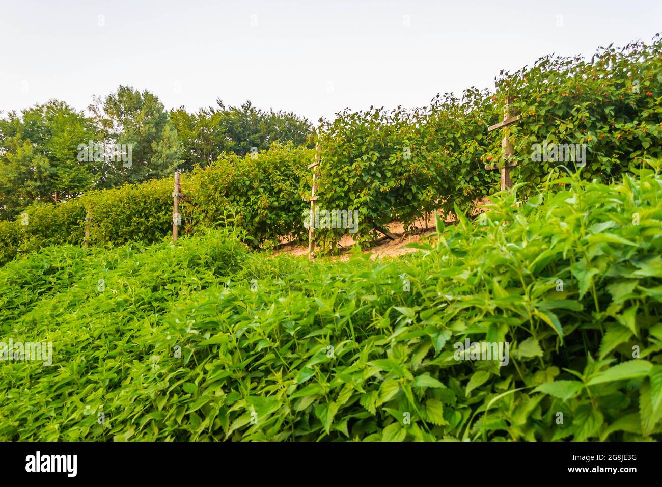 Field of raspberry Stock Photo - Alamy