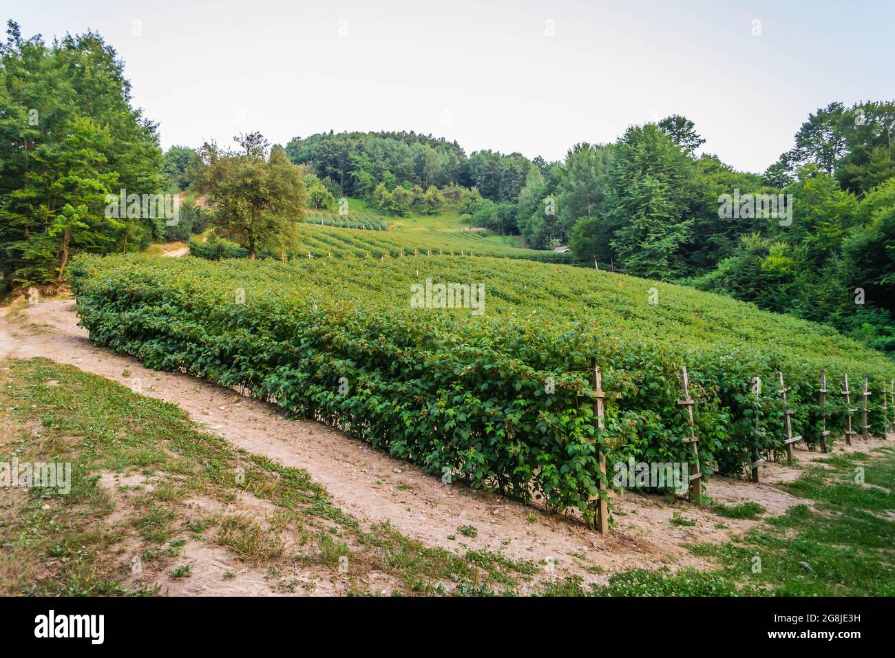 Field of raspberry Stock Photo - Alamy