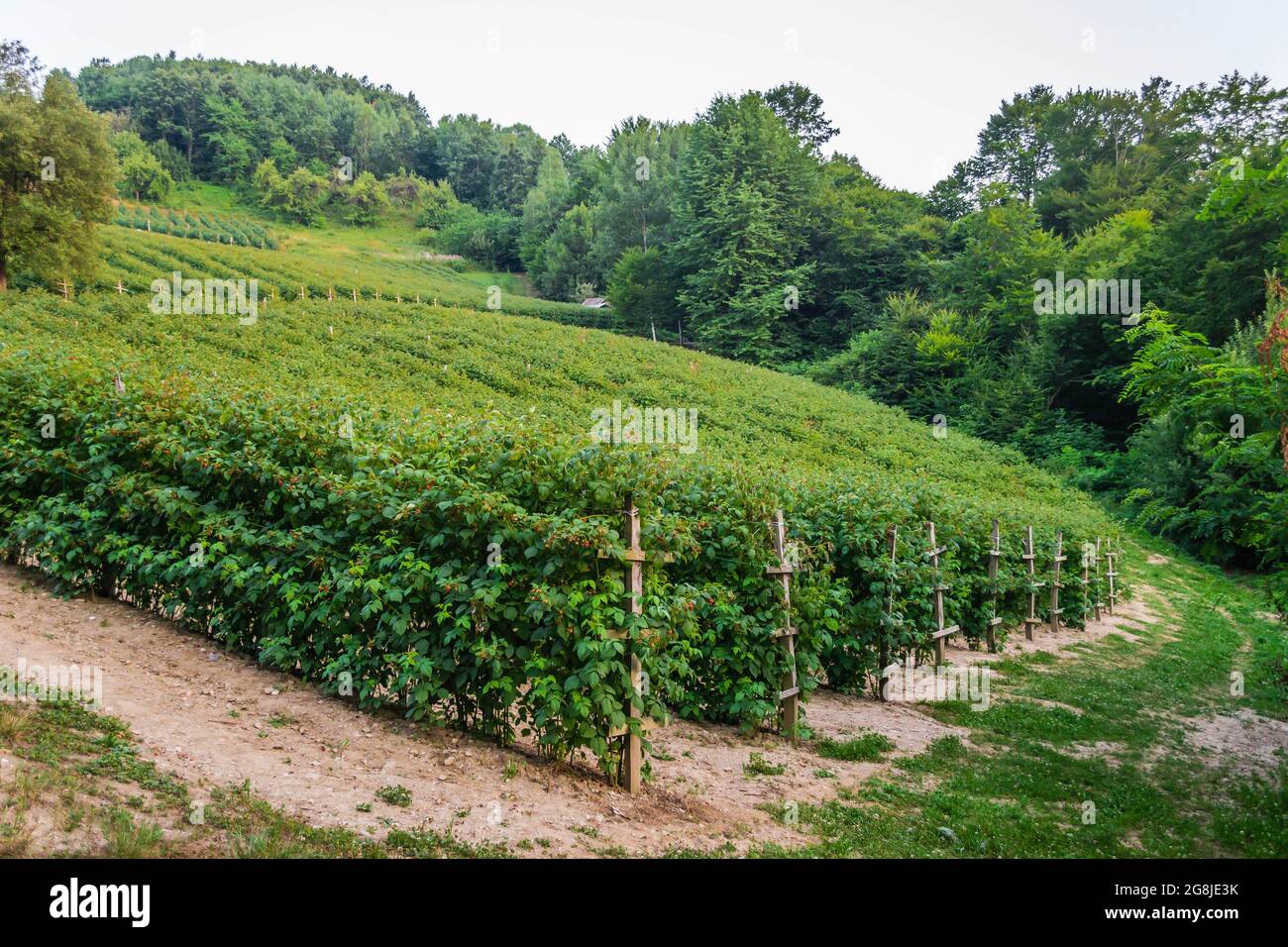 Field of raspberry Stock Photo - Alamy