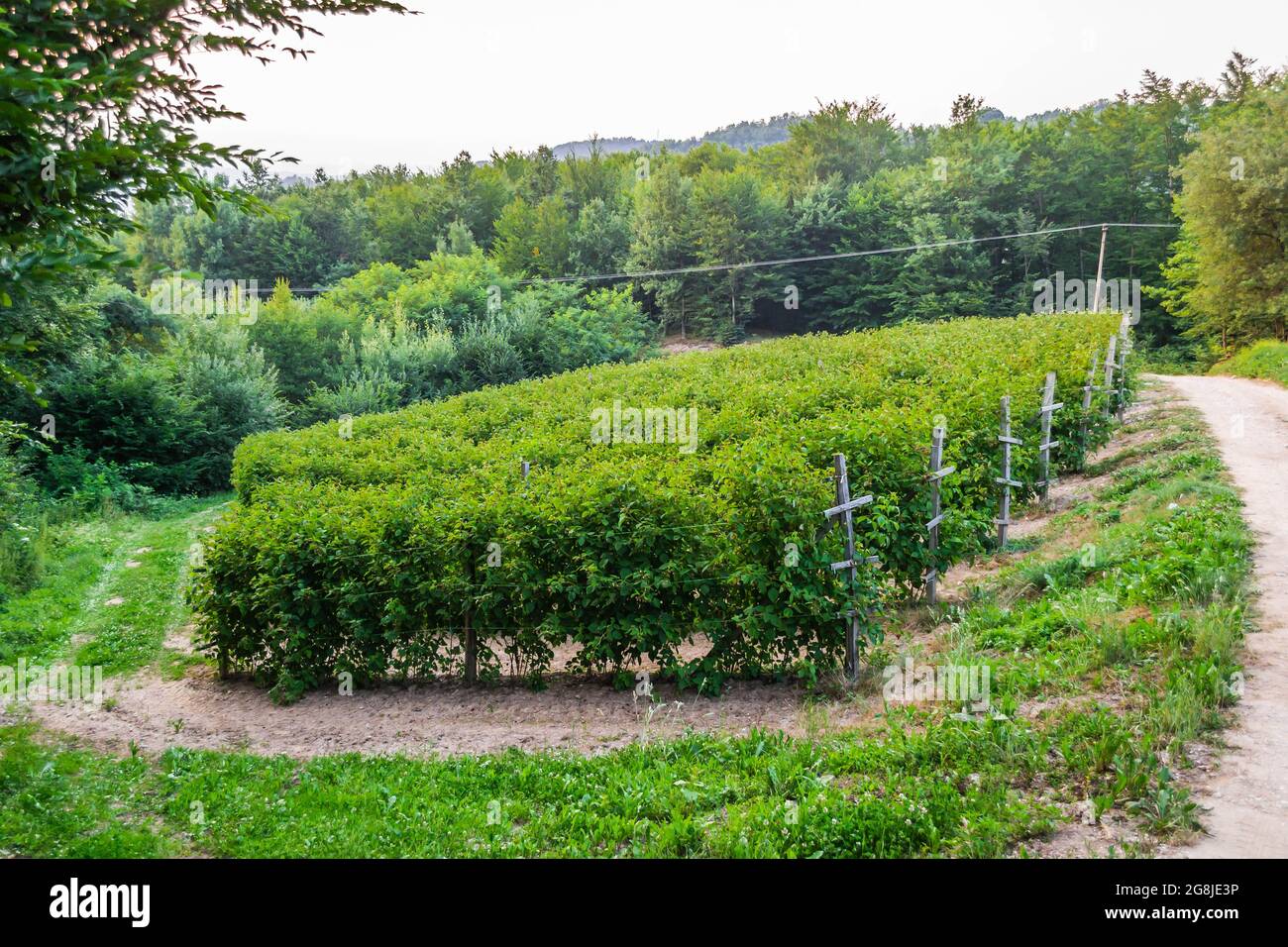 Field of raspberry Stock Photo - Alamy