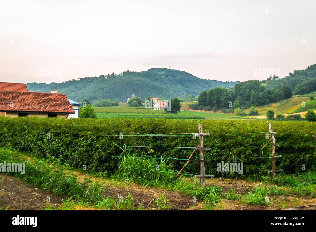 Field of raspberry Stock Photo - Alamy
