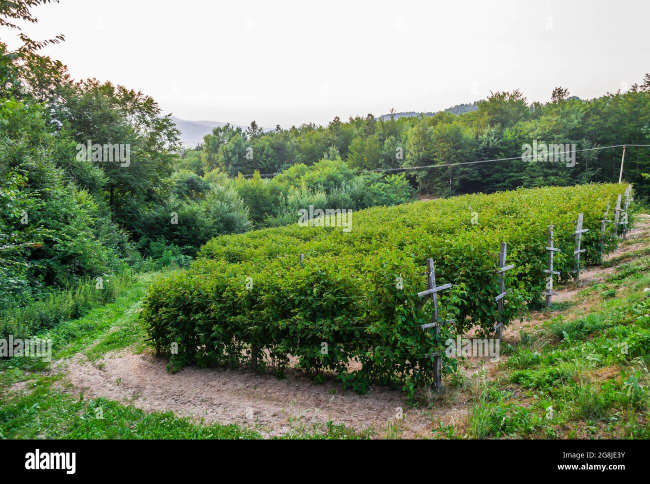 Field of raspberry Stock Photo - Alamy
