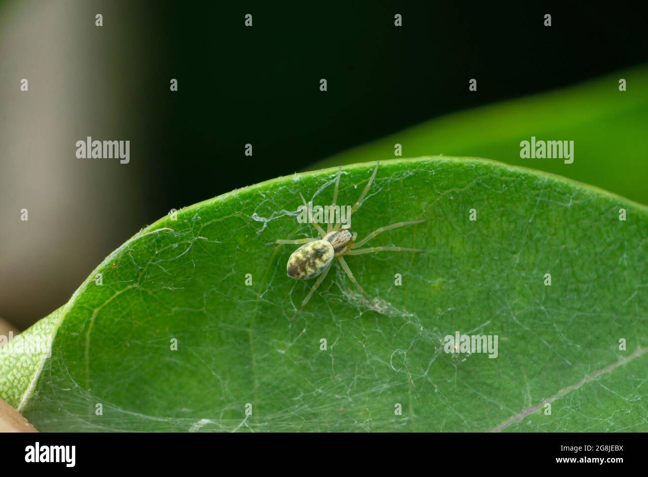 Green Cribellate Spider, Nigma walckenaeri, Satara, Maharashtra, India ...
