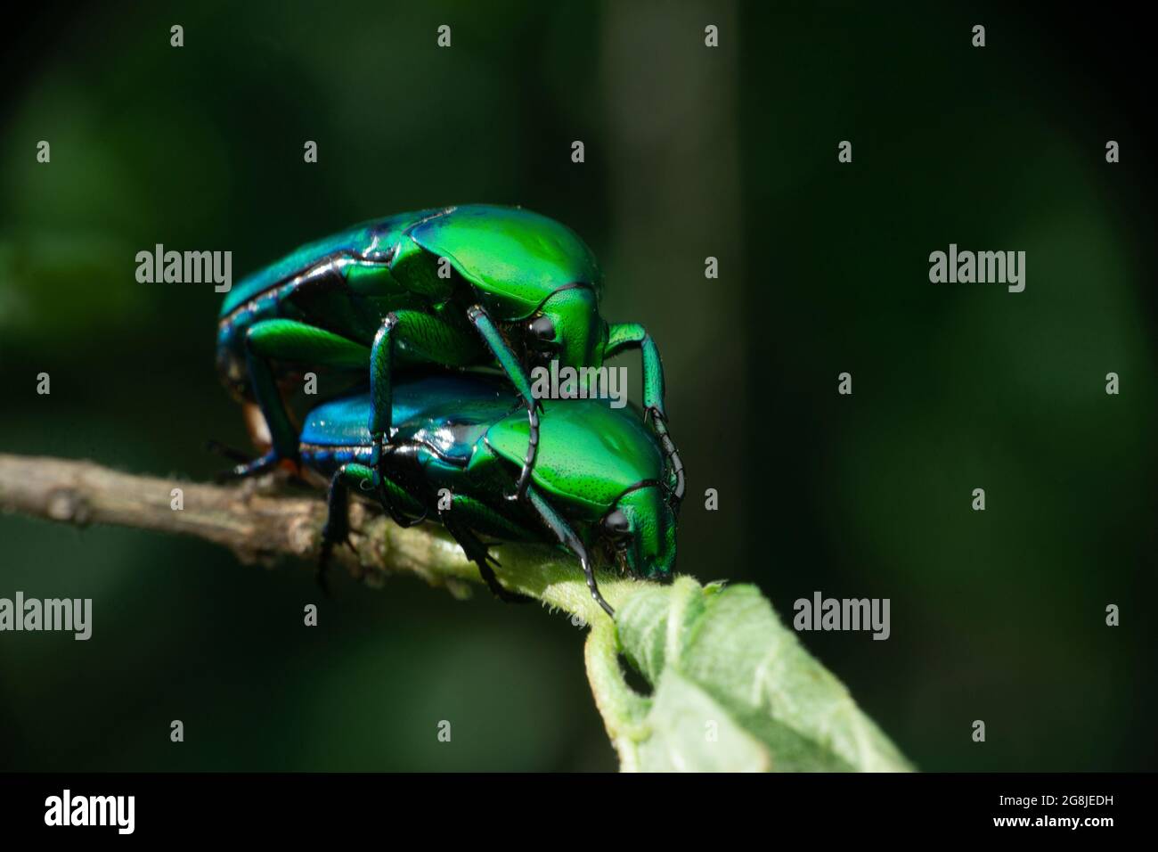 Mating pair of green jewel beetle Front view, Cyprolais quadrimaculata ...