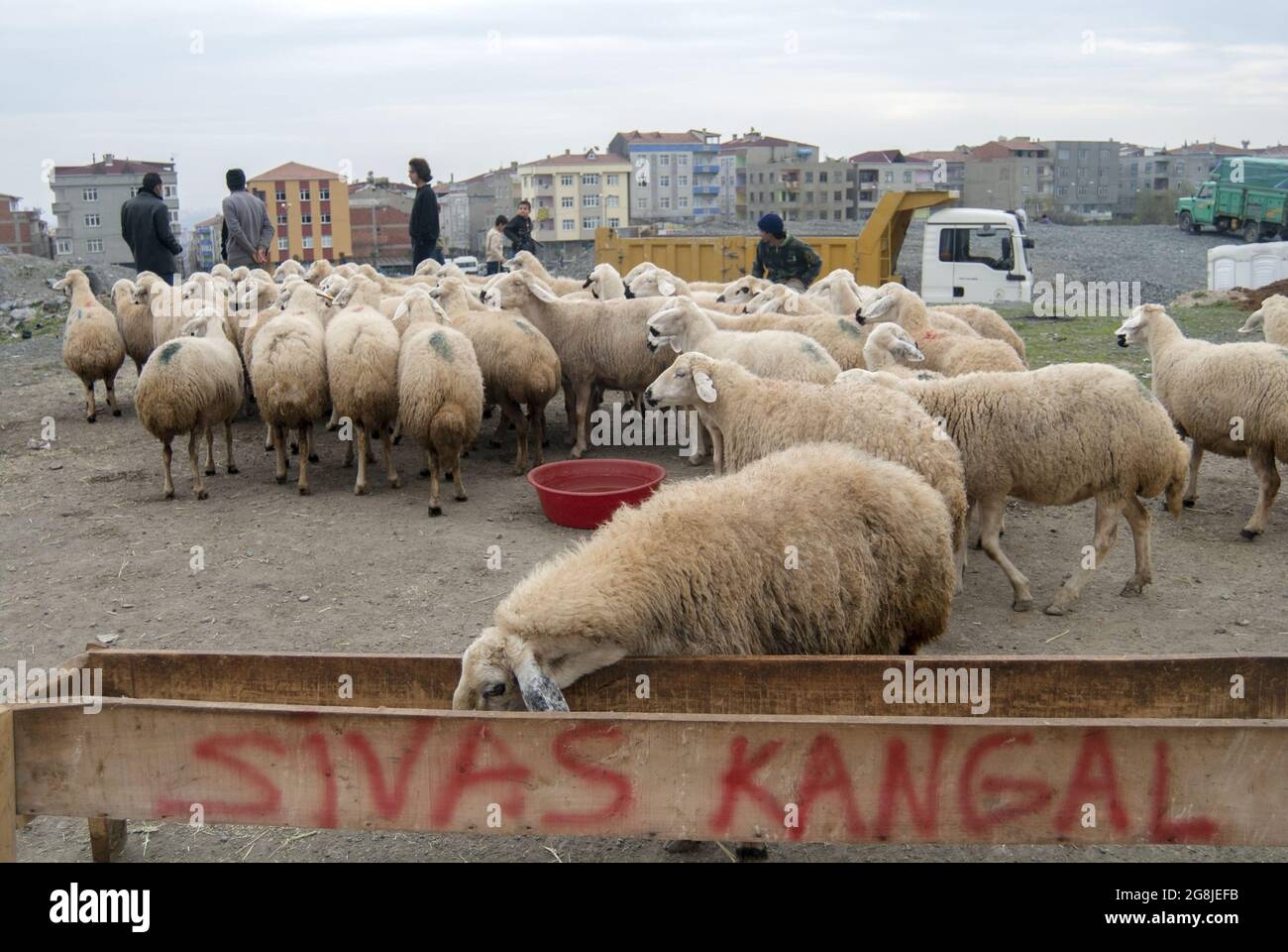 Sheep istanbul turkey hi-res stock photography and images - Alamy