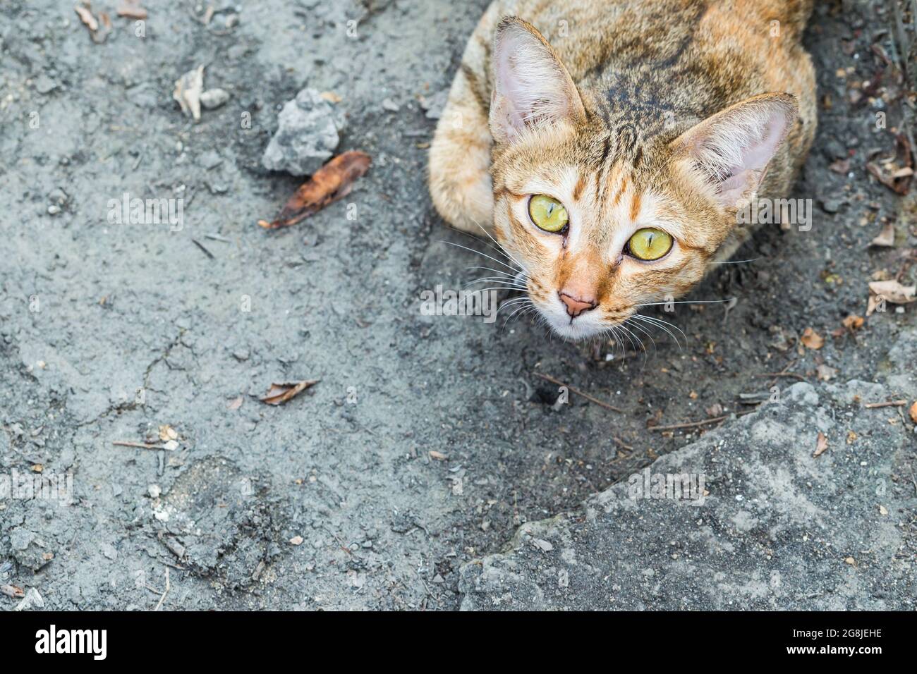 A tabby cat staring at the camera Intensely Stock Photo - Alamy