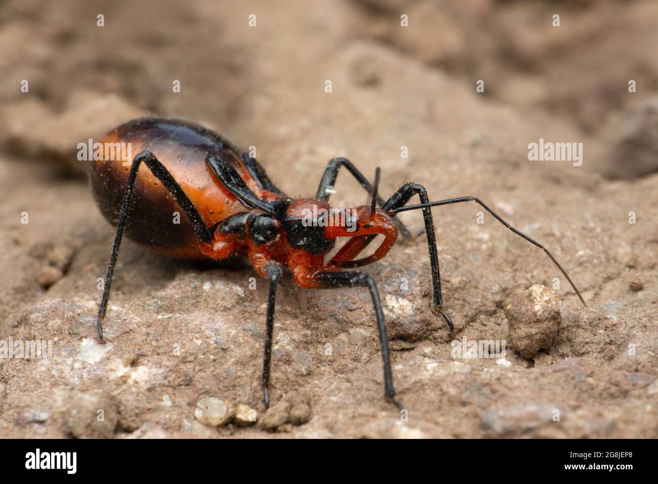 Assassin bug, Rhynocoris iracundus, Satara, Maharashtra, India Stock ...
