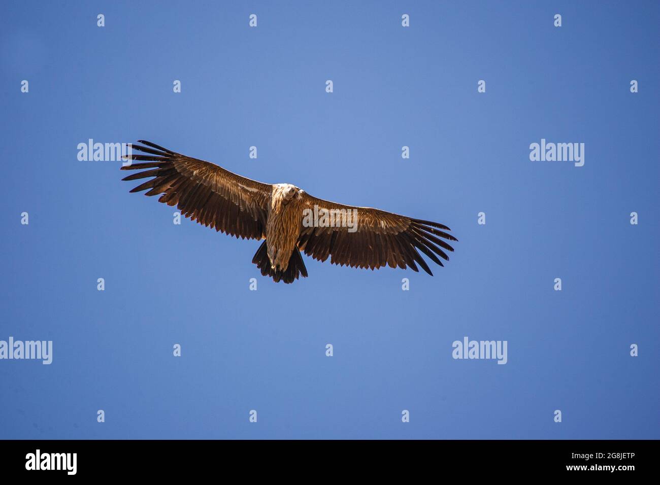 Gyps himalayensis india hi-res stock photography and images - Alamy