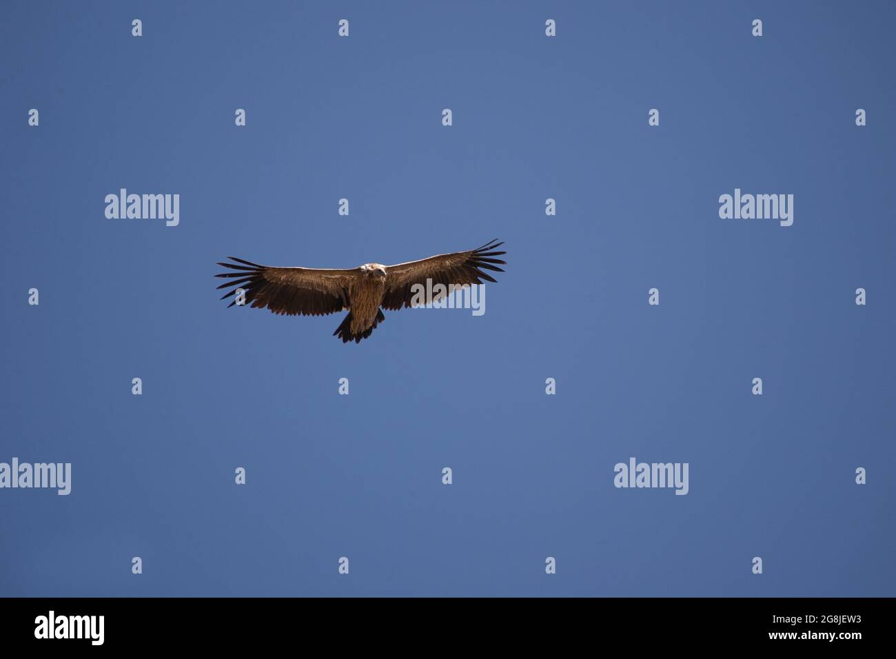 Gyps himalayensis india hi-res stock photography and images - Alamy