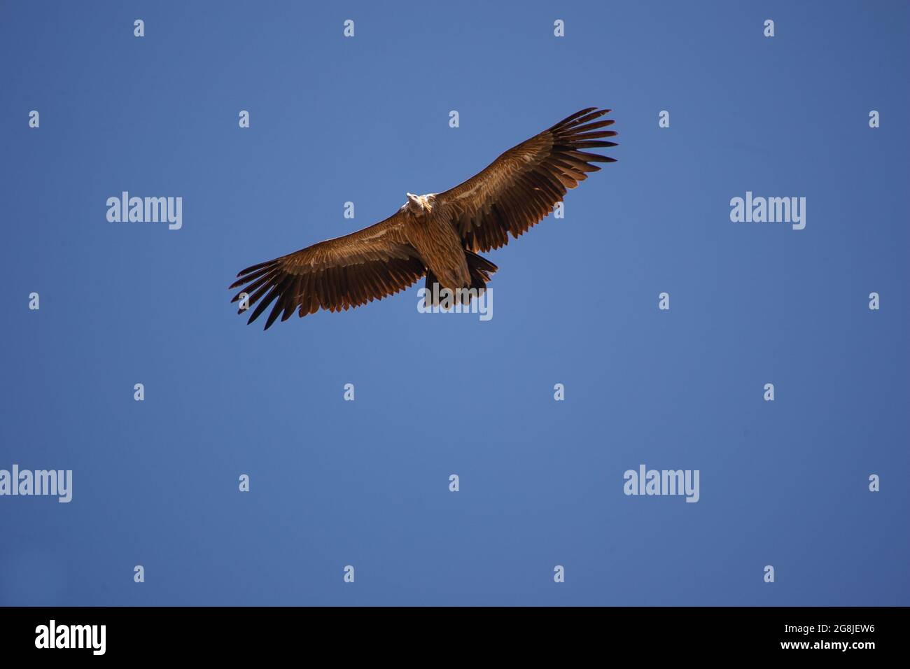 Gyps himalayensis india hi-res stock photography and images - Alamy