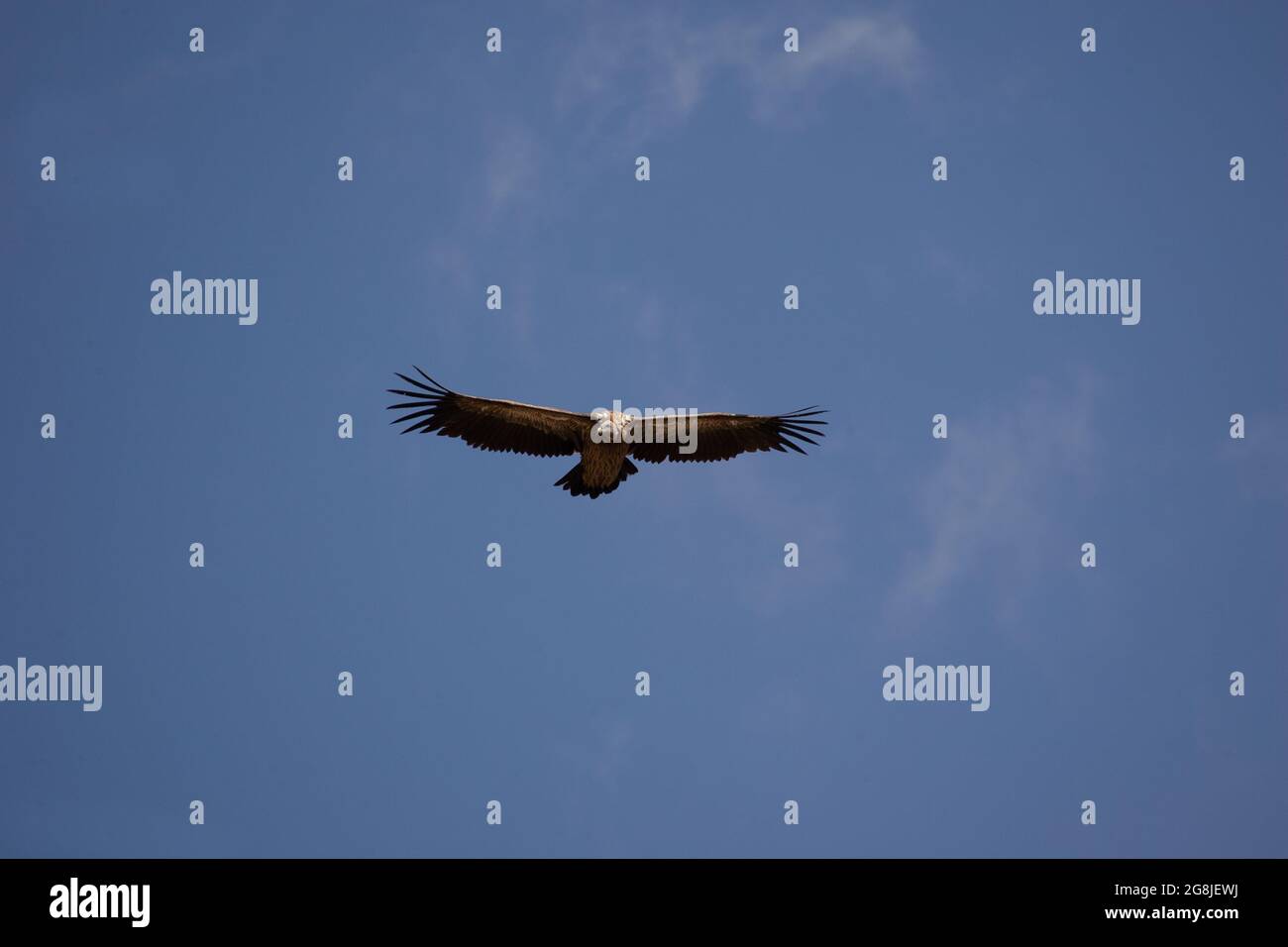 Gyps himalayensis india hi-res stock photography and images - Alamy