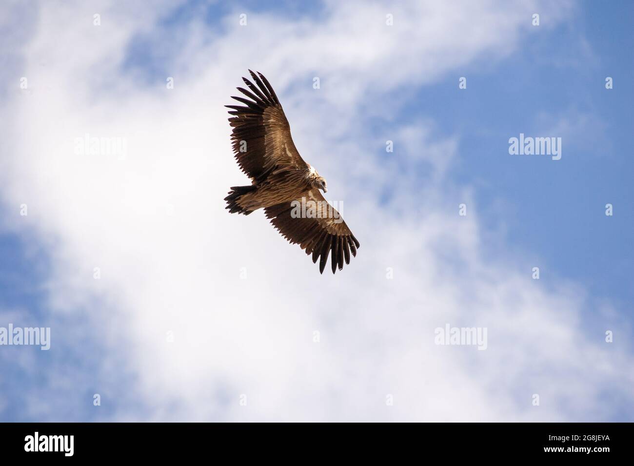 Himalayan vulture (Gyps himalayensis Stock Photo - Alamy