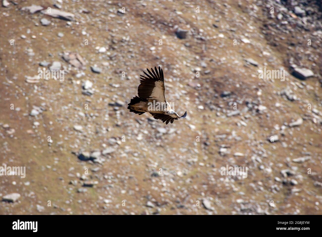 Gyps himalayensis india hi-res stock photography and images - Alamy