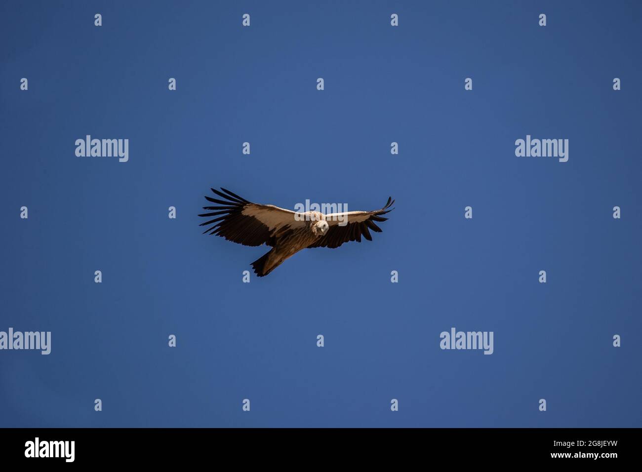 Gyps himalayensis india hi-res stock photography and images - Alamy