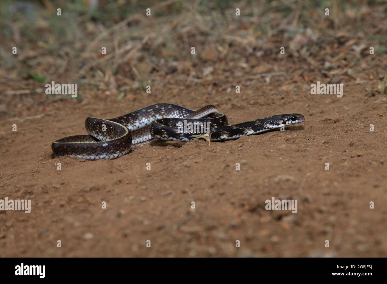 Egg eater snake tree hi-res stock photography and images - Alamy
