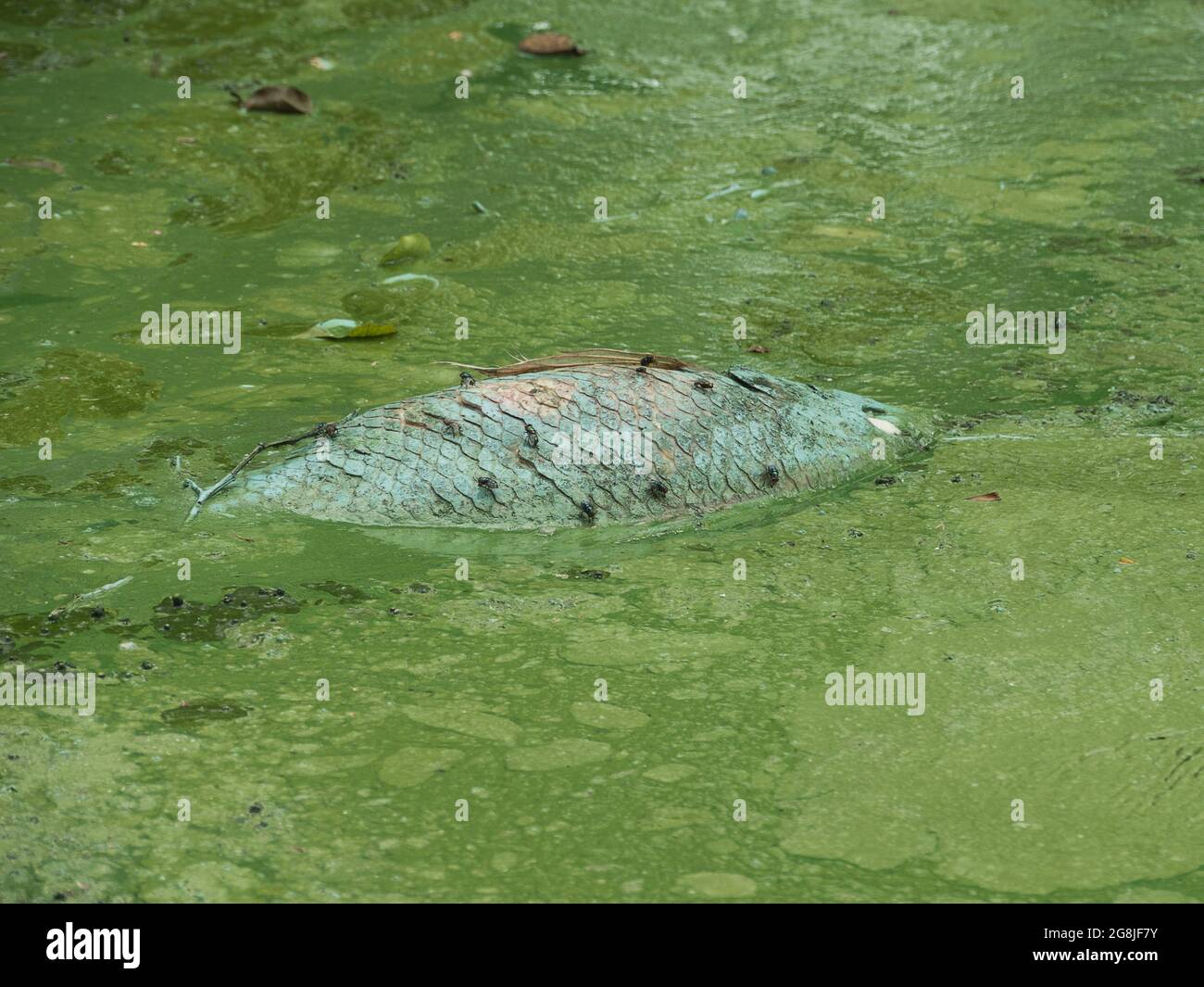 Industrial waste water pollution hi-res stock photography and images ...