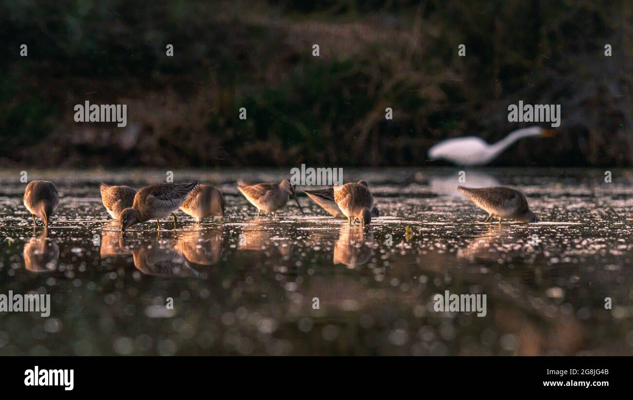 Group dowitchers hi-res stock photography and images - Alamy