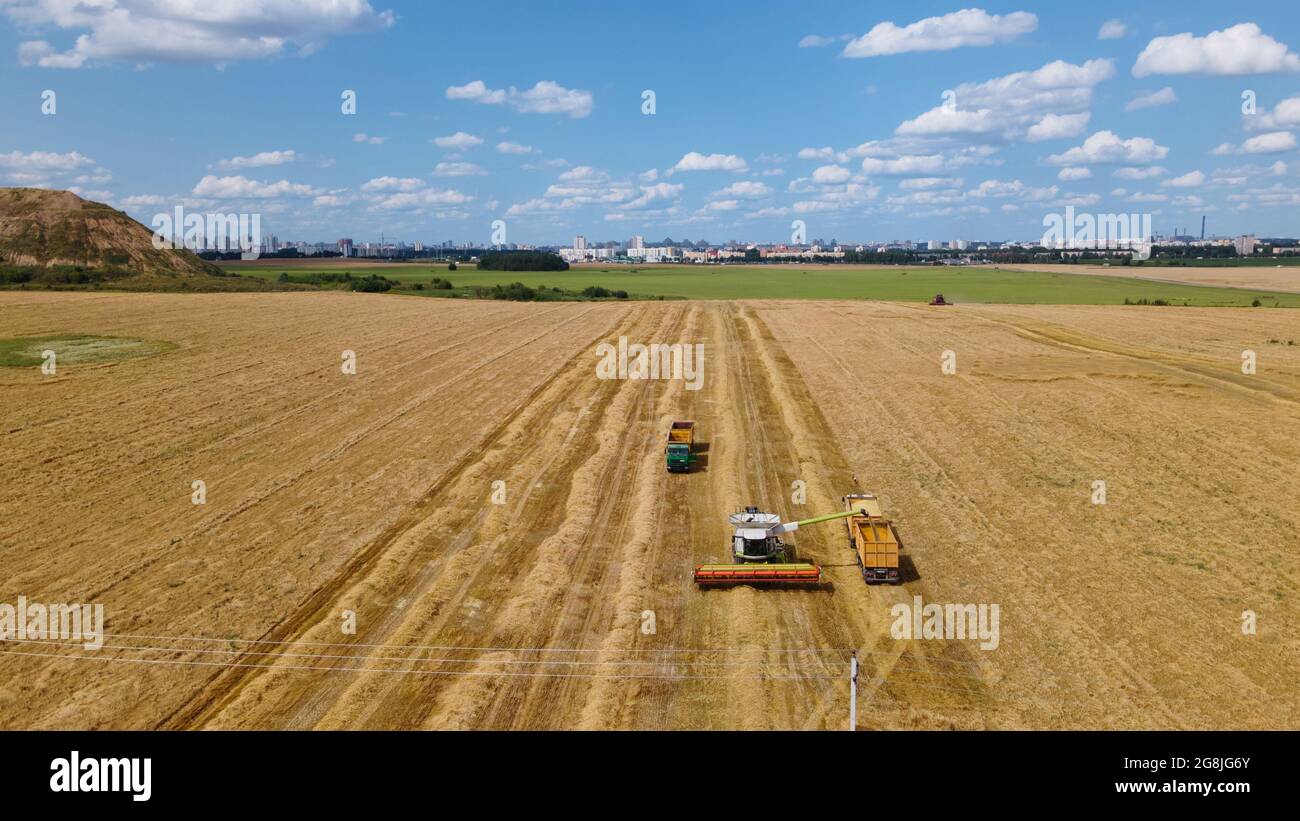 Combine harvester on the field. Grain harvesting. Transfer of grain ...
