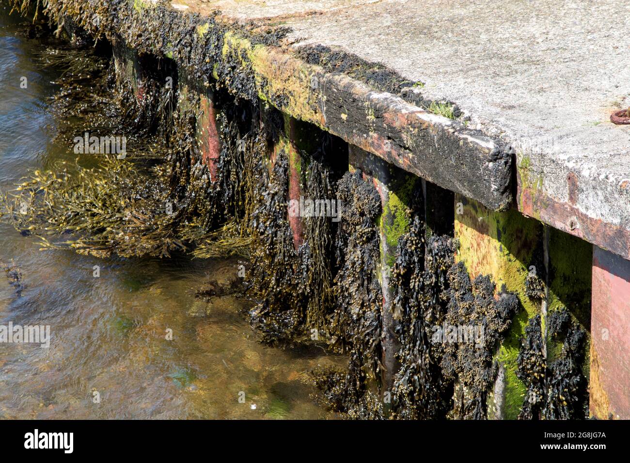 Seaweed and shellfish attached to an old harbour jetty Stock Photo - Alamy
