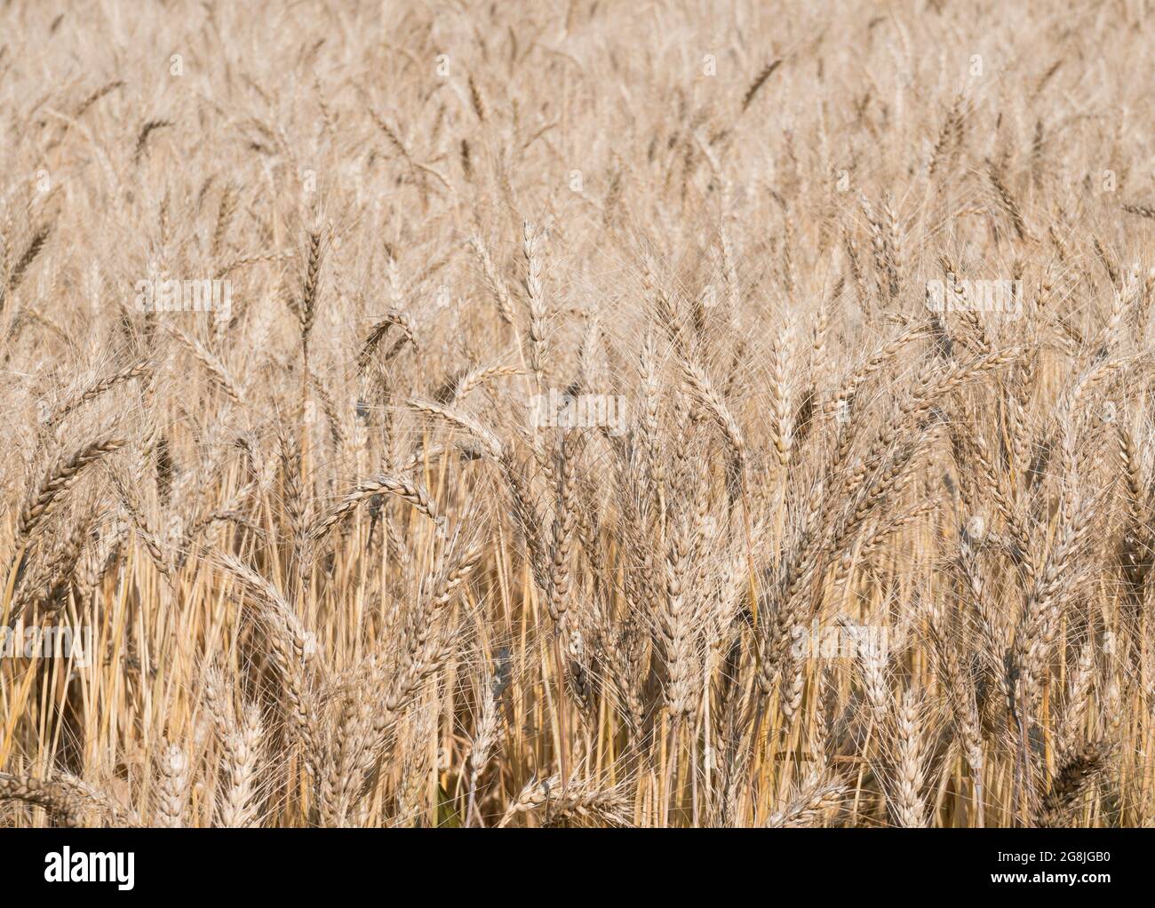 Barley fields in summer Stock Photo - Alamy