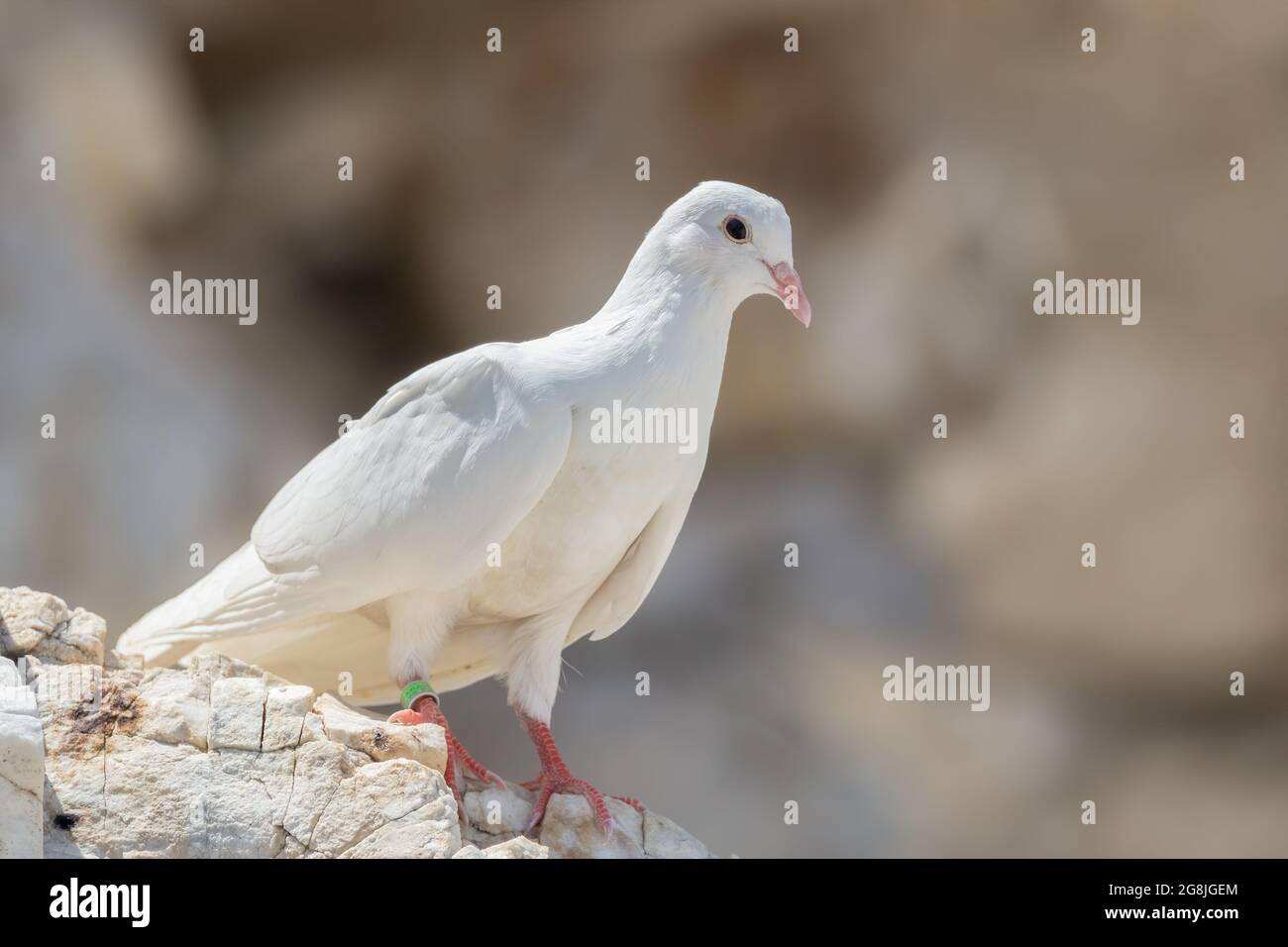 White dove perched hi-res stock photography and images - Alamy