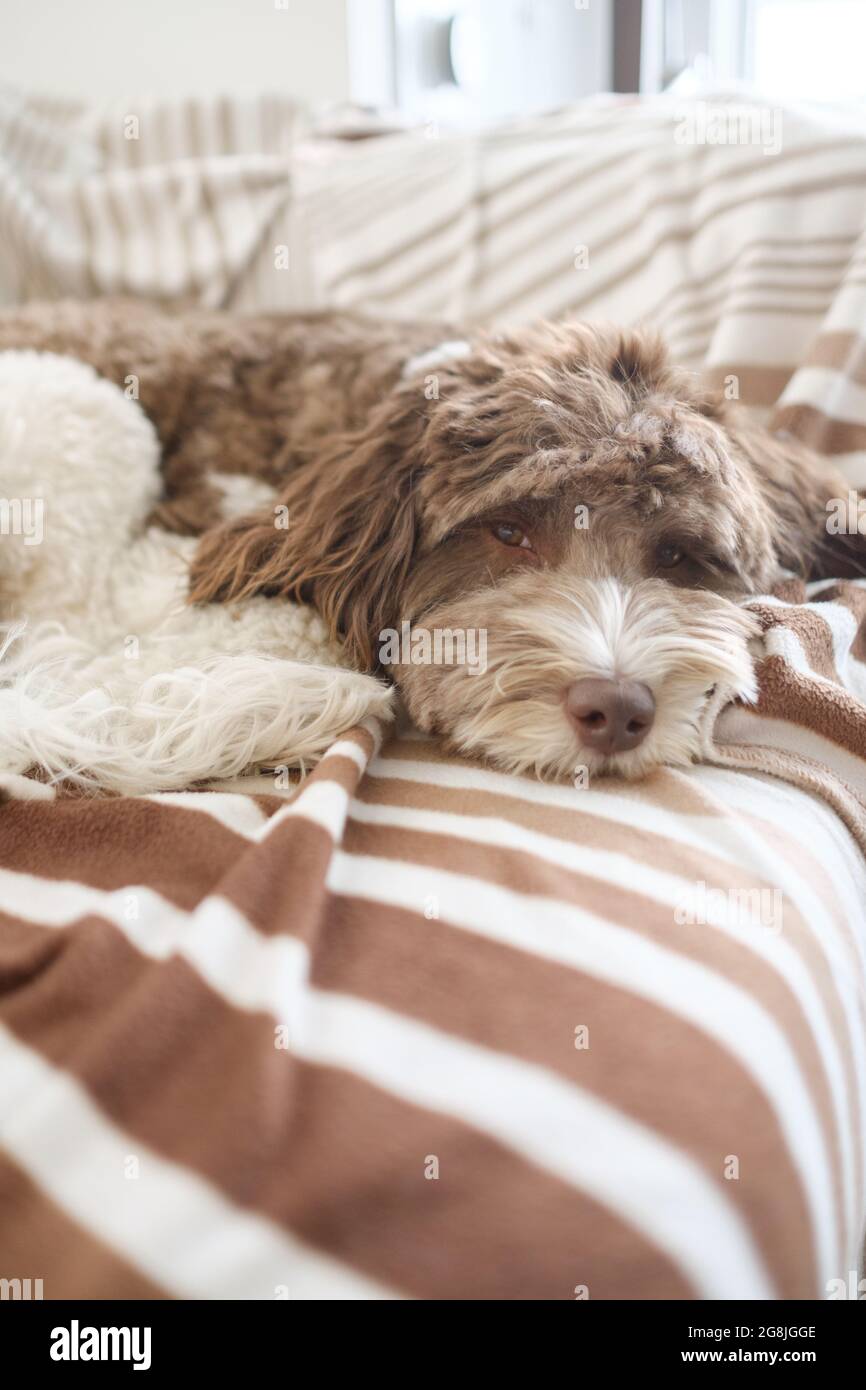 Adorable sleepy labradoodle laying on the sofa Stock Photo - Alamy