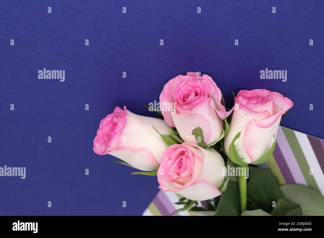 Four pink roses hi-res stock photography and images - Alamy