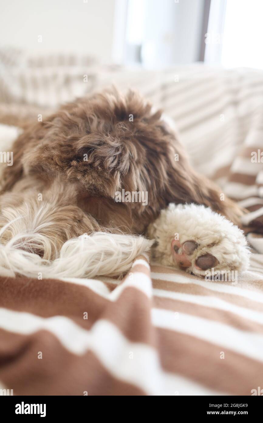Cute labradoodle sleeping on a soft bedspread Stock Photo - Alamy