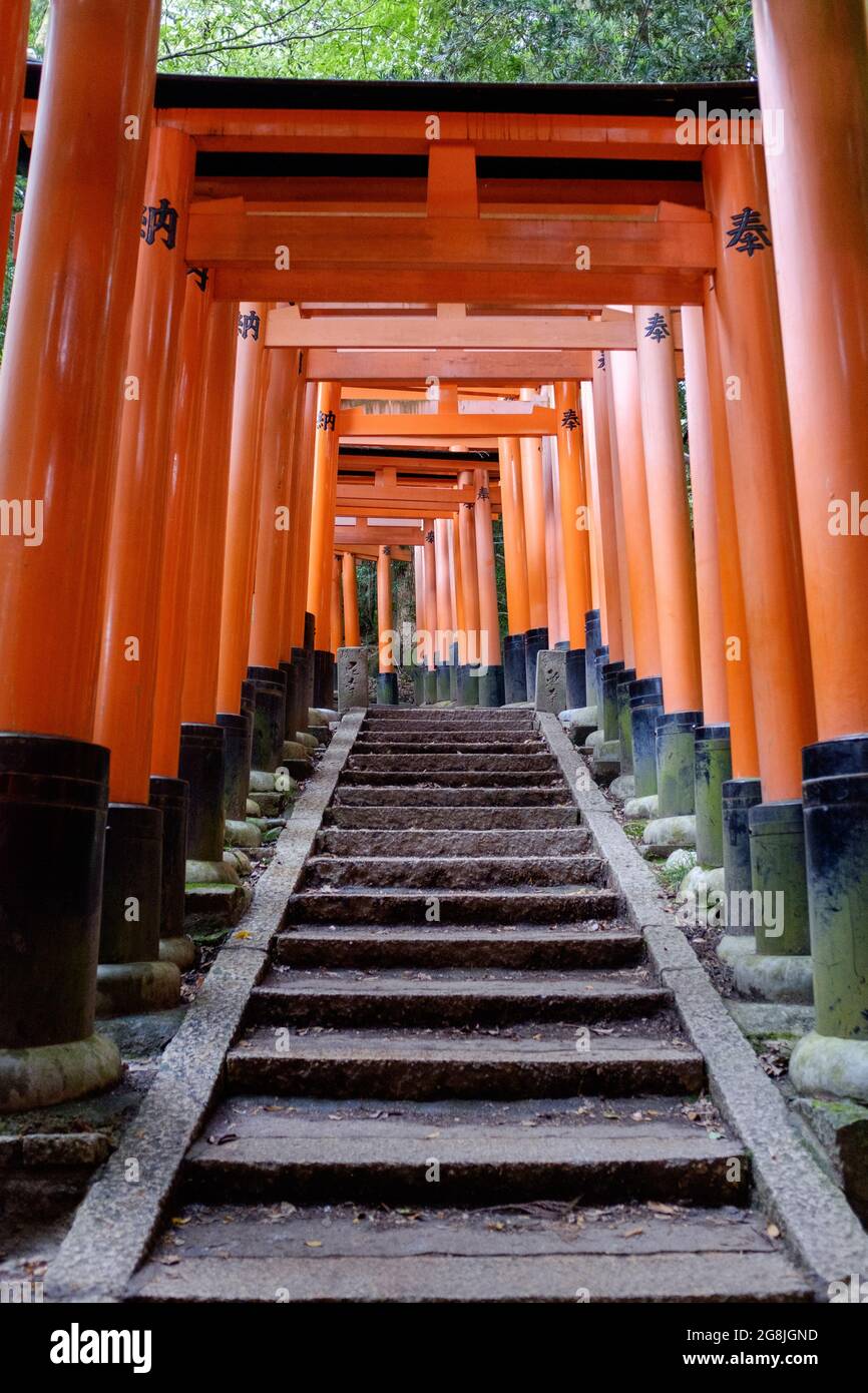 Tunnel of thousand torii gates in Fushimi Inari Shrine, Kyoto Stock ...