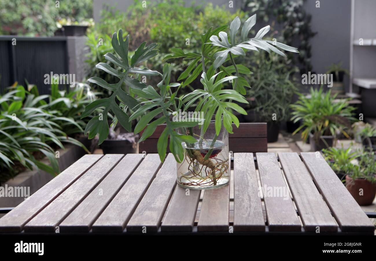 Plants in glass pots on a table made of wood Stock Photo - Alamy