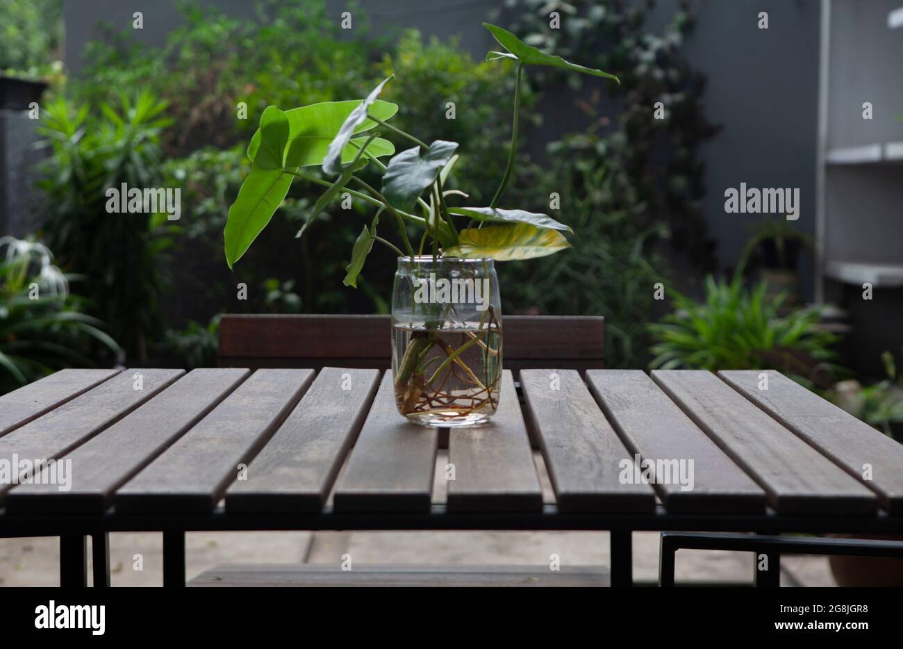 Plants in glass pots on a table made of wood Stock Photo - Alamy