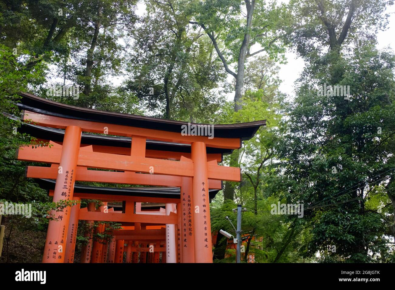 Trees surrounding Torii path of Fushimi Inari, Taisha temple, Japan ...